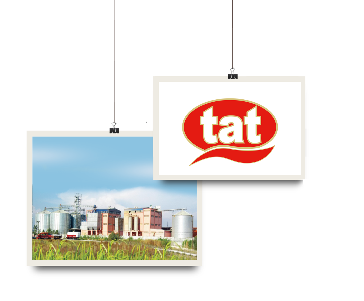 2004 – Tat Bakliyat